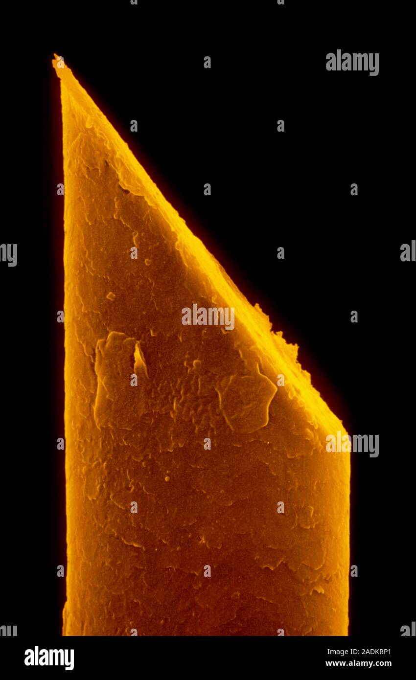 False-colour scanning electron micrograph (SEM) of a man's beard hair ...