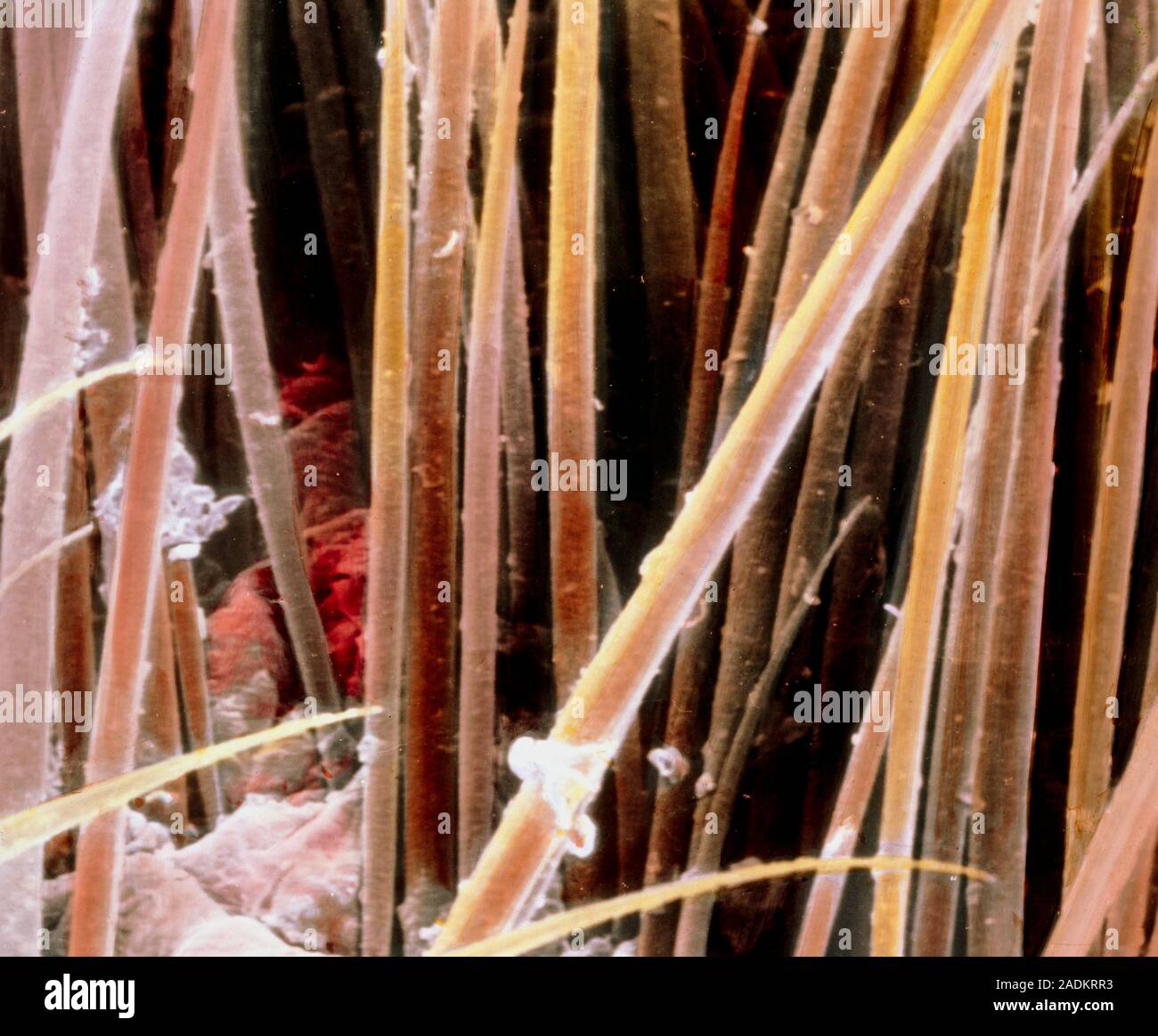 Hair. False-colour scanning electron micrograph (SEM) of a bundle of ...