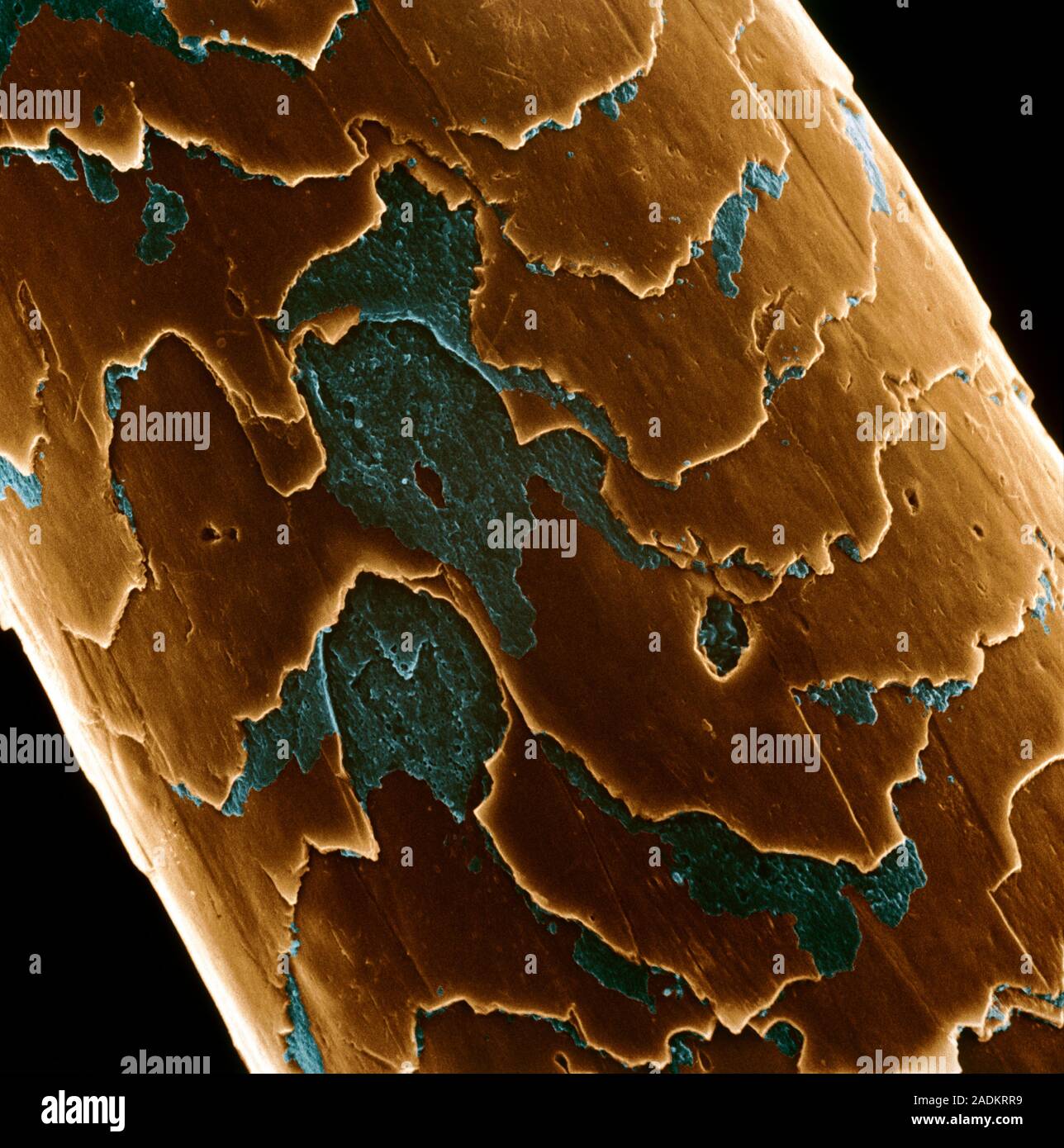 Human hair. Coloured Scanning Electron Micrograph (SEM) of a shaft of ...