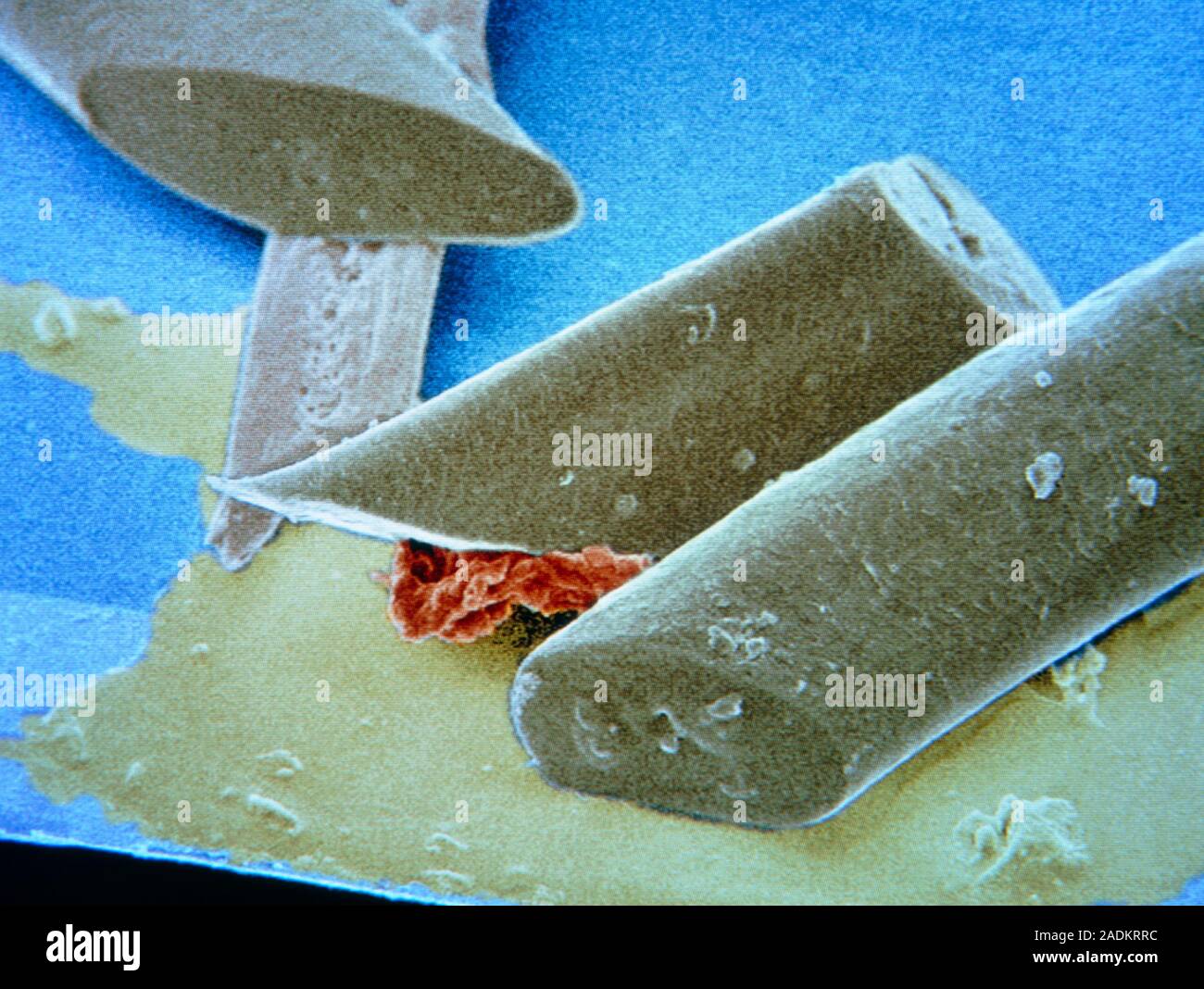 Beard shavings. Coloured Scanning Electron Micro- graph (SEM) of cut ...