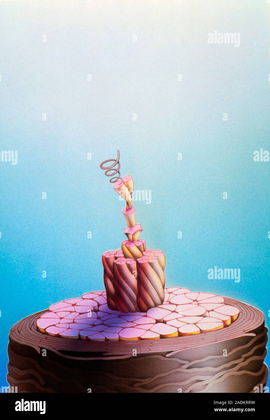 Hair structure. Artwork showing the structure of a human hair. Hairs ...