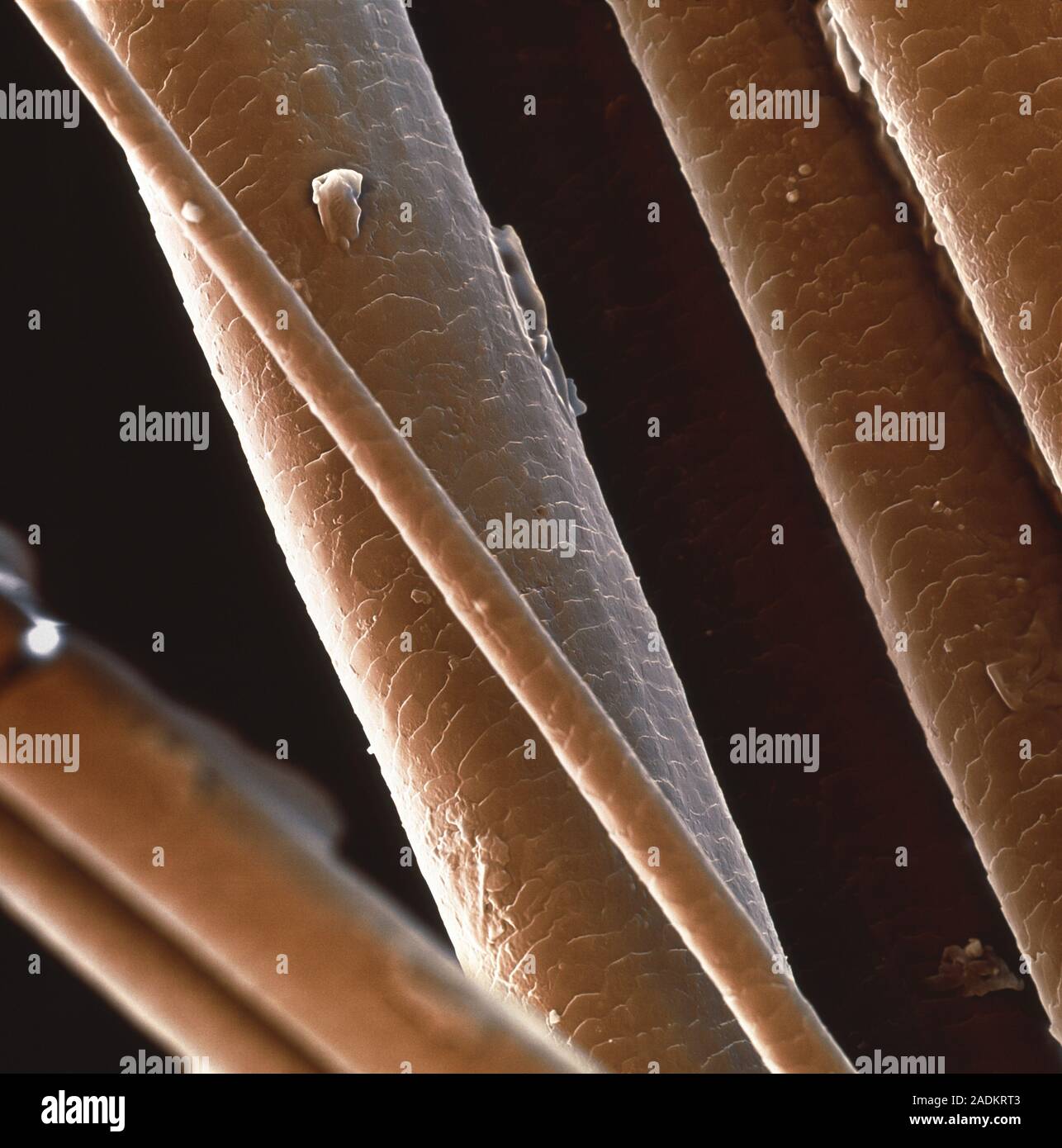 Human hair. Coloured Scanning Electron Micrograph (SEM) of strands of ...