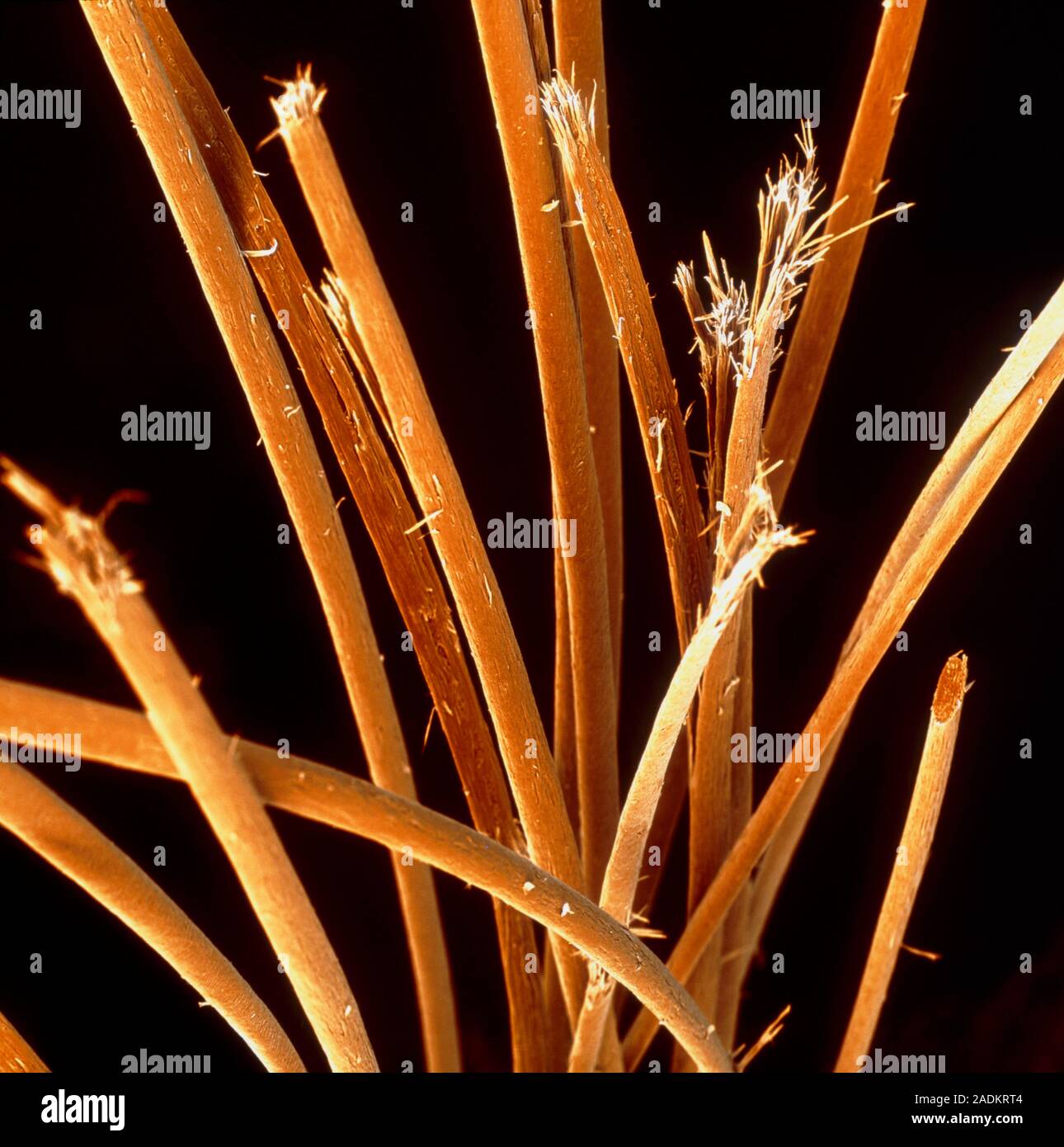 Split hair. Coloured Scanning Electron Micrograph (SEM) of human hair ...