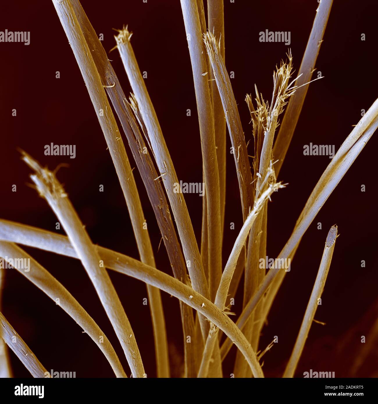 Split hair. Coloured Scanning Electron Micrograph (SEM) of human hair ...