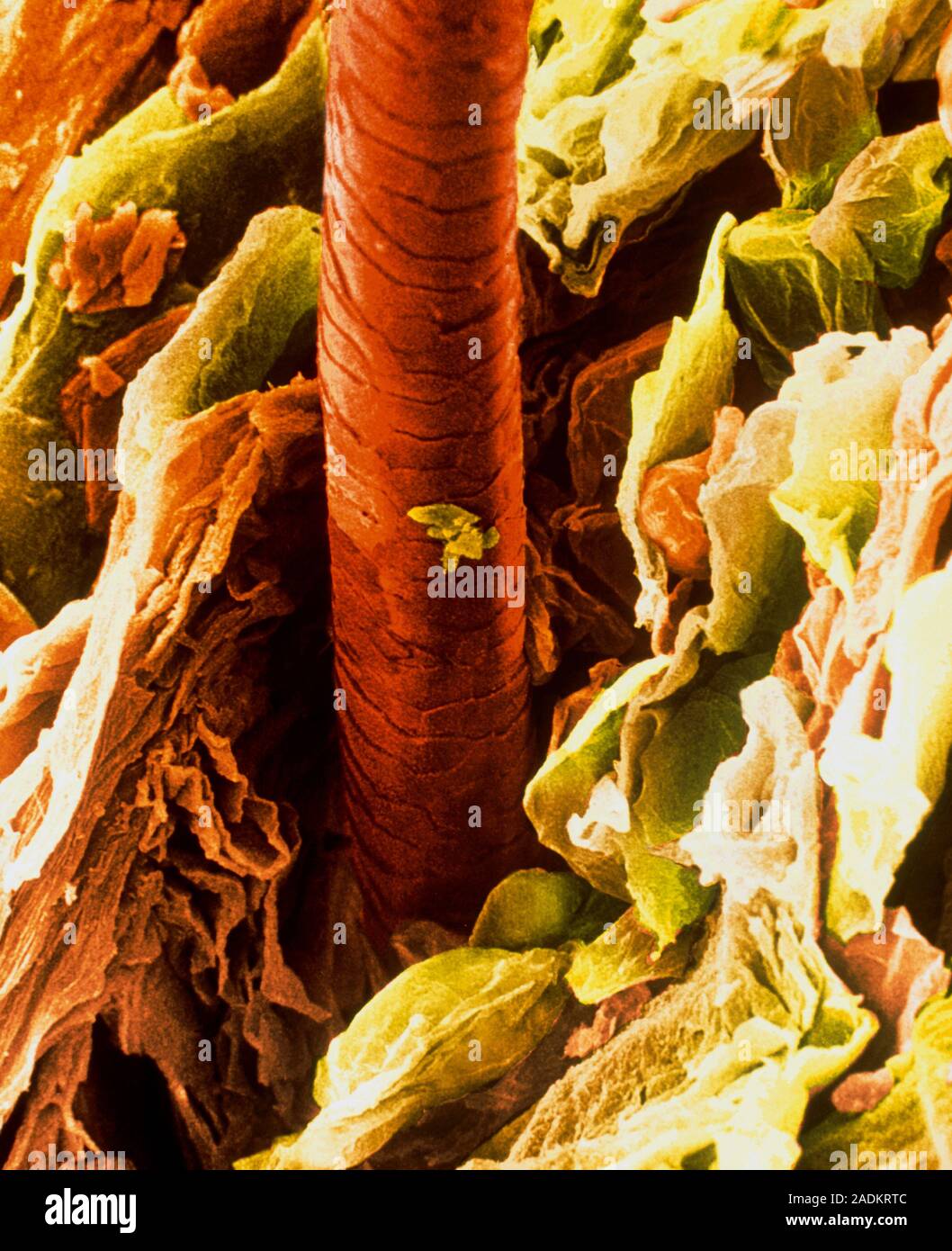 Hair shaft. Coloured scanning electron micrograph (SEM) of a hair (red ...