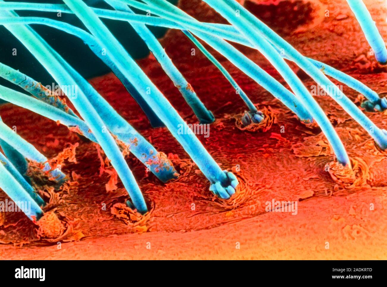 Eyelash hairs. Coloured scanning electron micrograph (SEM) of eyelash ...
