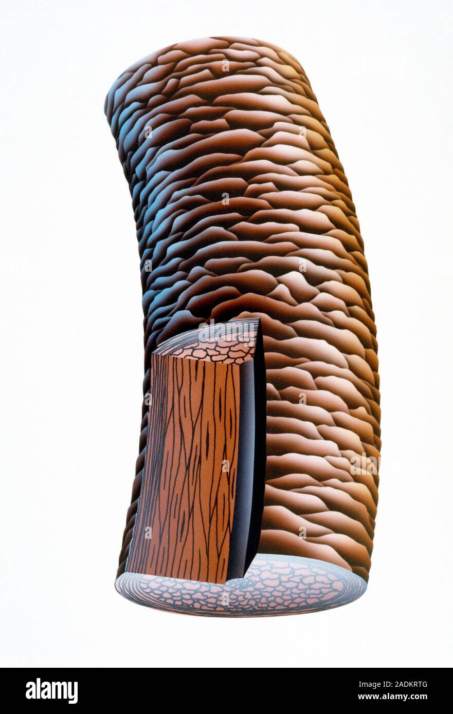 Hair structure. Artwork showing the structure of a human hair. Hairs ...