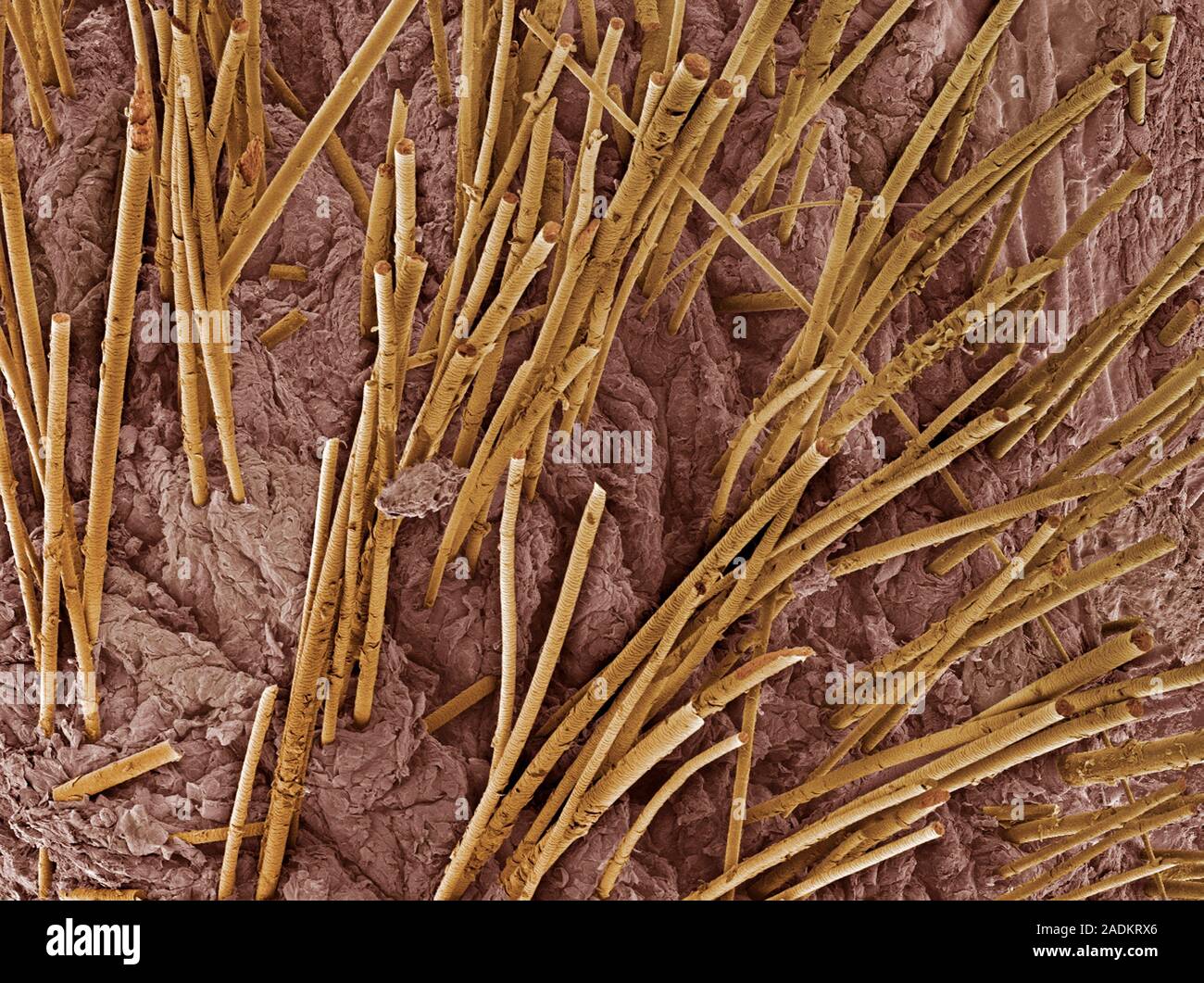 Hair. Coloured scanning electron micrograph (SEM) of hairs (yellow ...