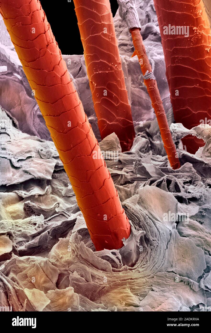 Human hair. Coloured scanning electron micrograph (SEM) of hair shafts ...
