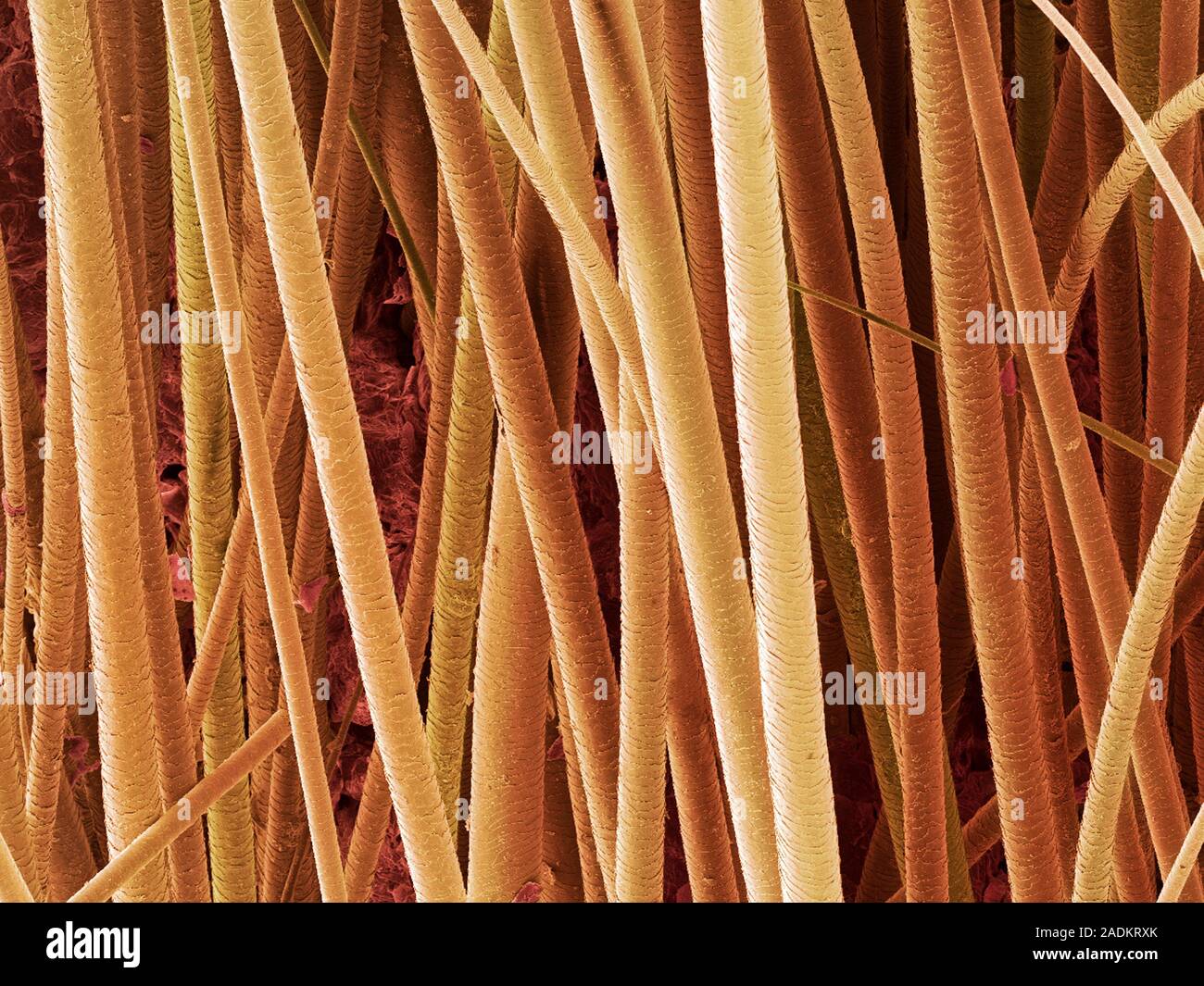 Human hairs. Coloured scanning electron micrograph (SEM) of human hairs ...