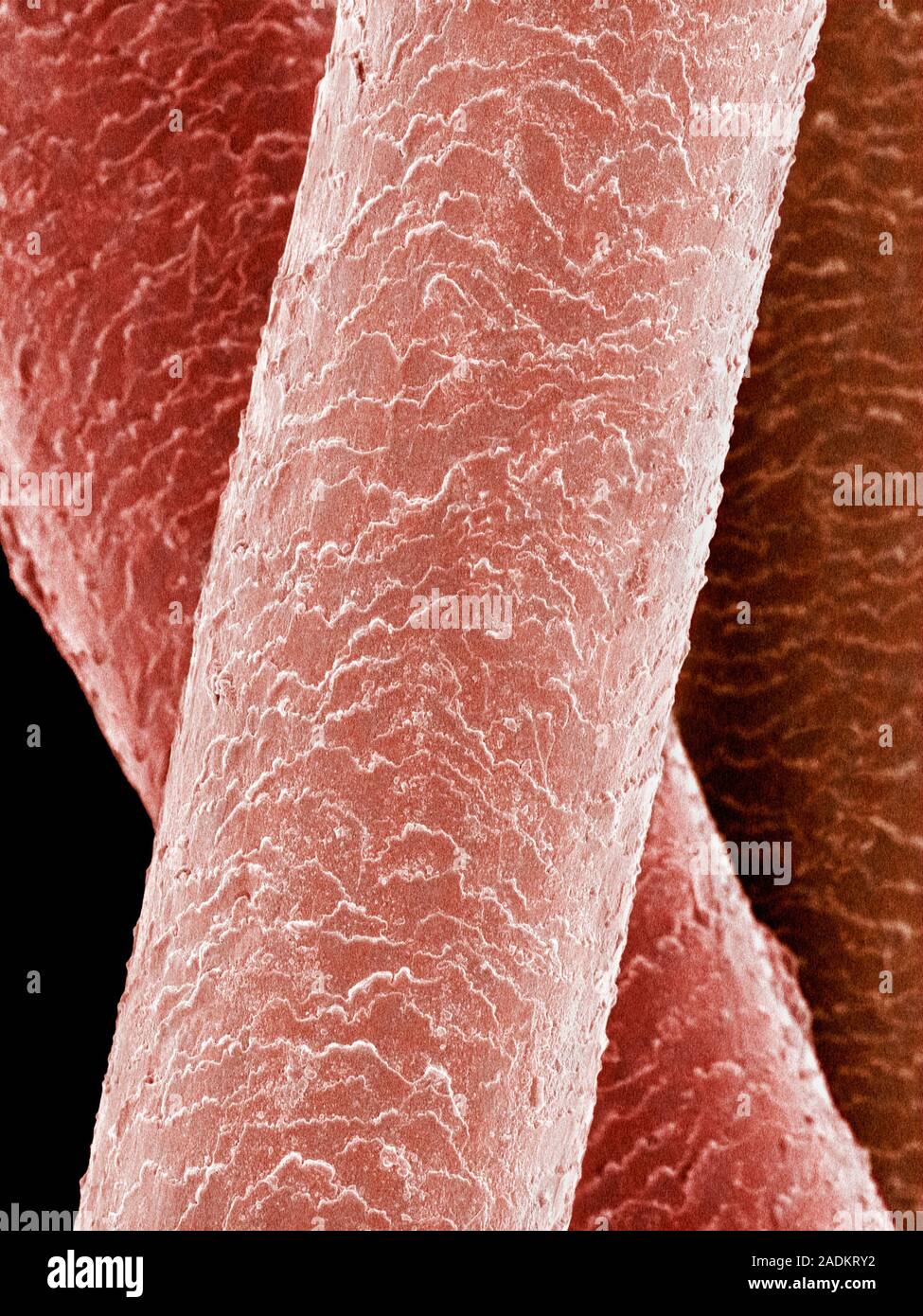 Human hairs. Coloured scanning electron micrograph (SEM) of shafts of ...