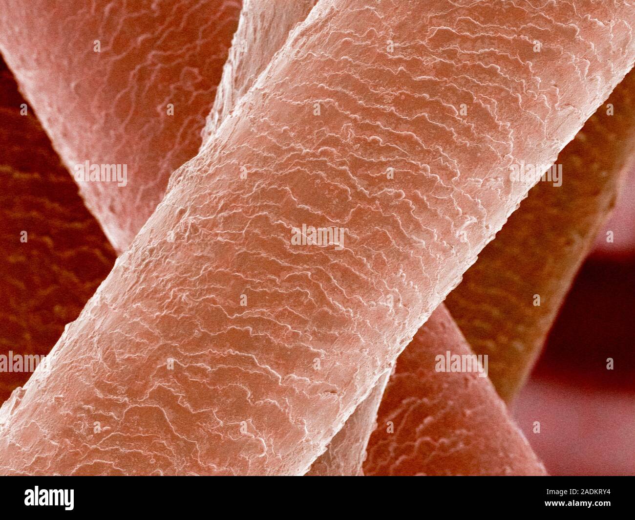 Human hairs. Coloured scanning electron micrograph (SEM) of shafts of ...