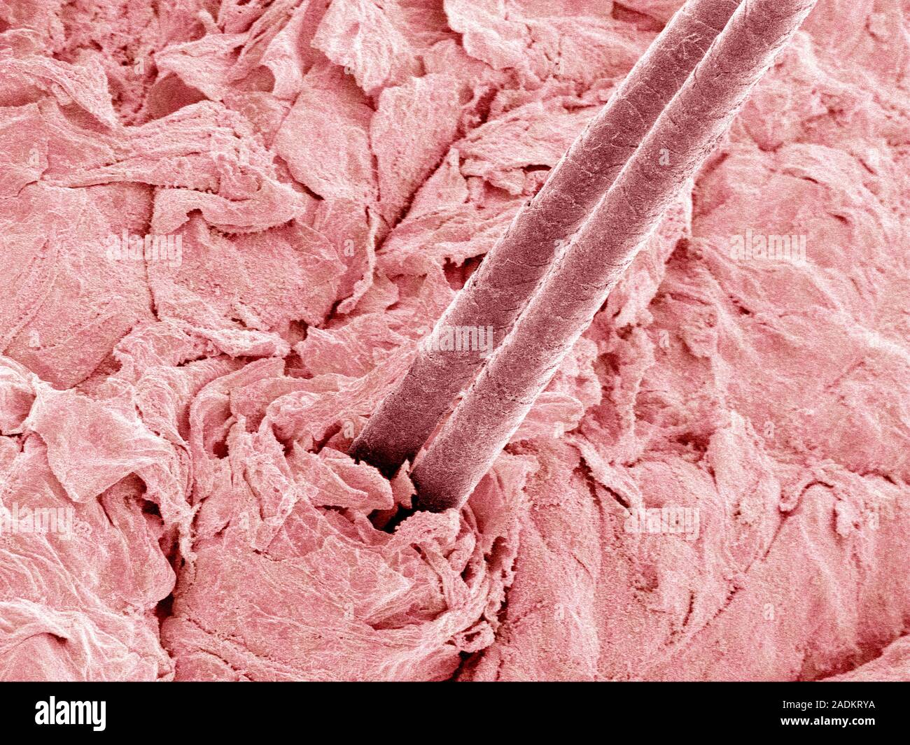 Human hair. Coloured scanning electron micrograph (SEM) of human hairs ...