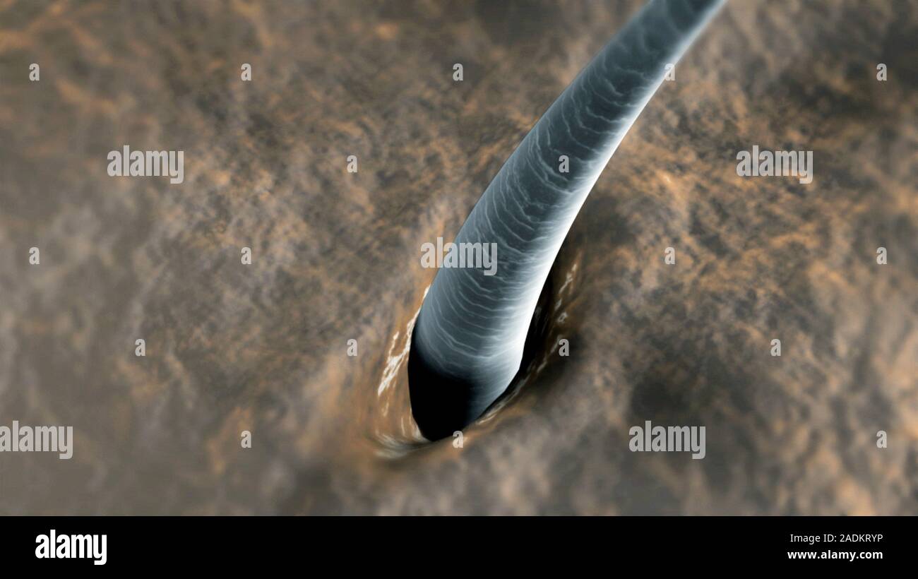 Hair, computer artwork. Hairs are thread-like structures embedded in ...