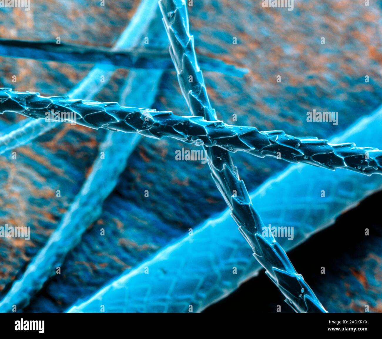 Cat hairs. Coloured Scanning Electron Micrograph (SEM) of shafts of cat ...