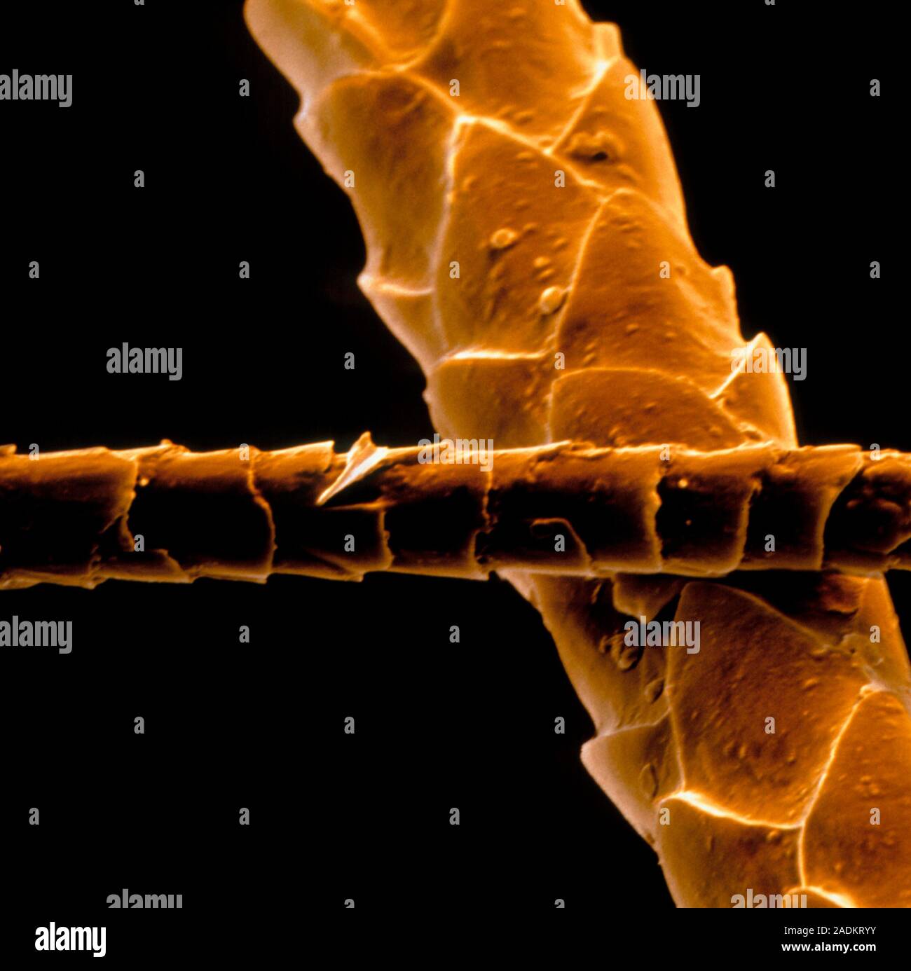 Cat hairs. Coloured Scanning Electron Micrograph (SEM) of shafts of cat ...