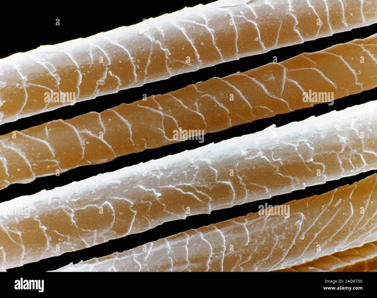 Dog hairs. Coloured scanning electron micrograph (SEM) of several dog ...