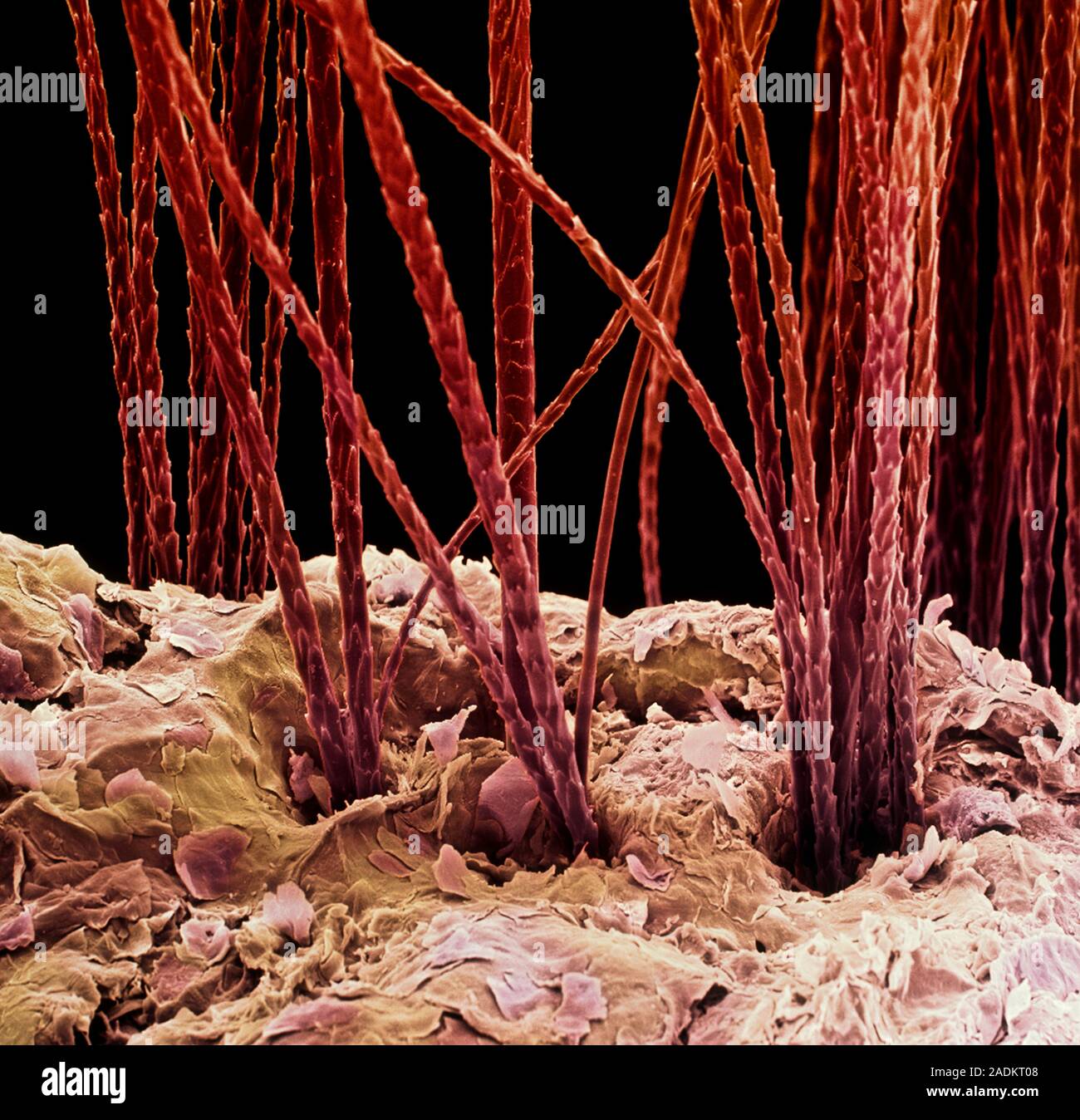 Dog hair. Coloured scanning electron micrograph (SEM) of hairs (deep ...