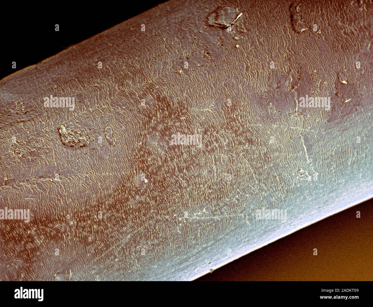 Cat's whisker. Coloured scanning electron micrograph (SEM) of a cat's ...