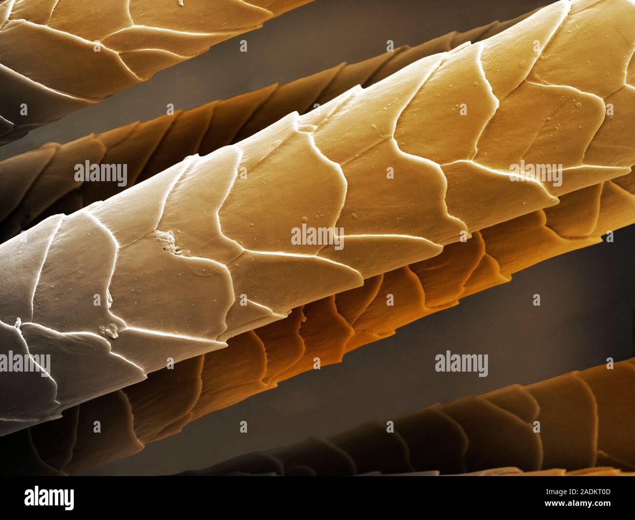 Dog hair, coloured scanning electron micrograph (SEM). The outside of ...