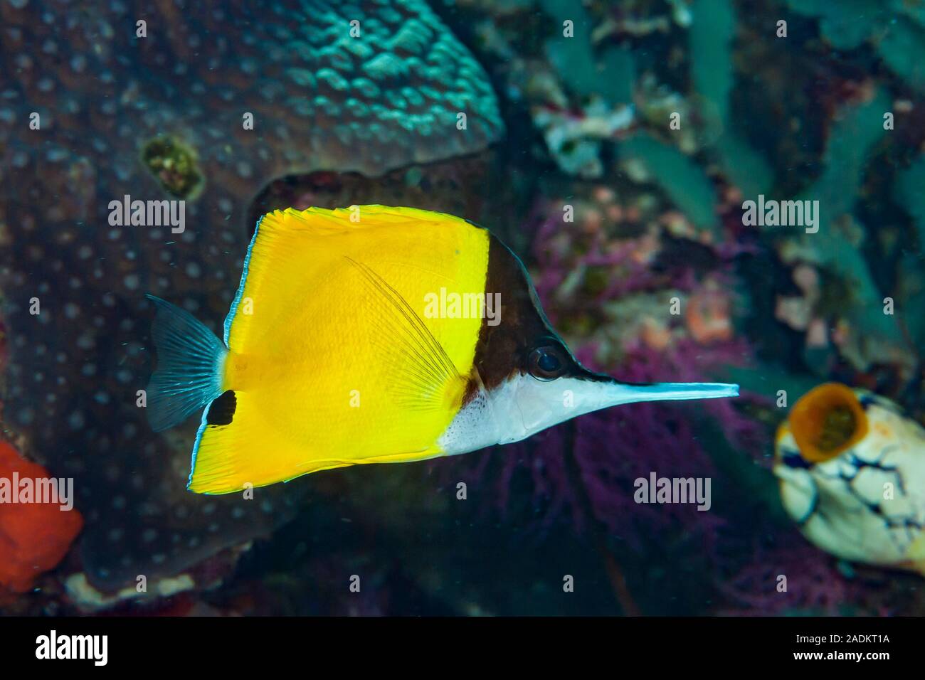 Yellow Longnose Butterflyfish Forcipiger Flavissimus
