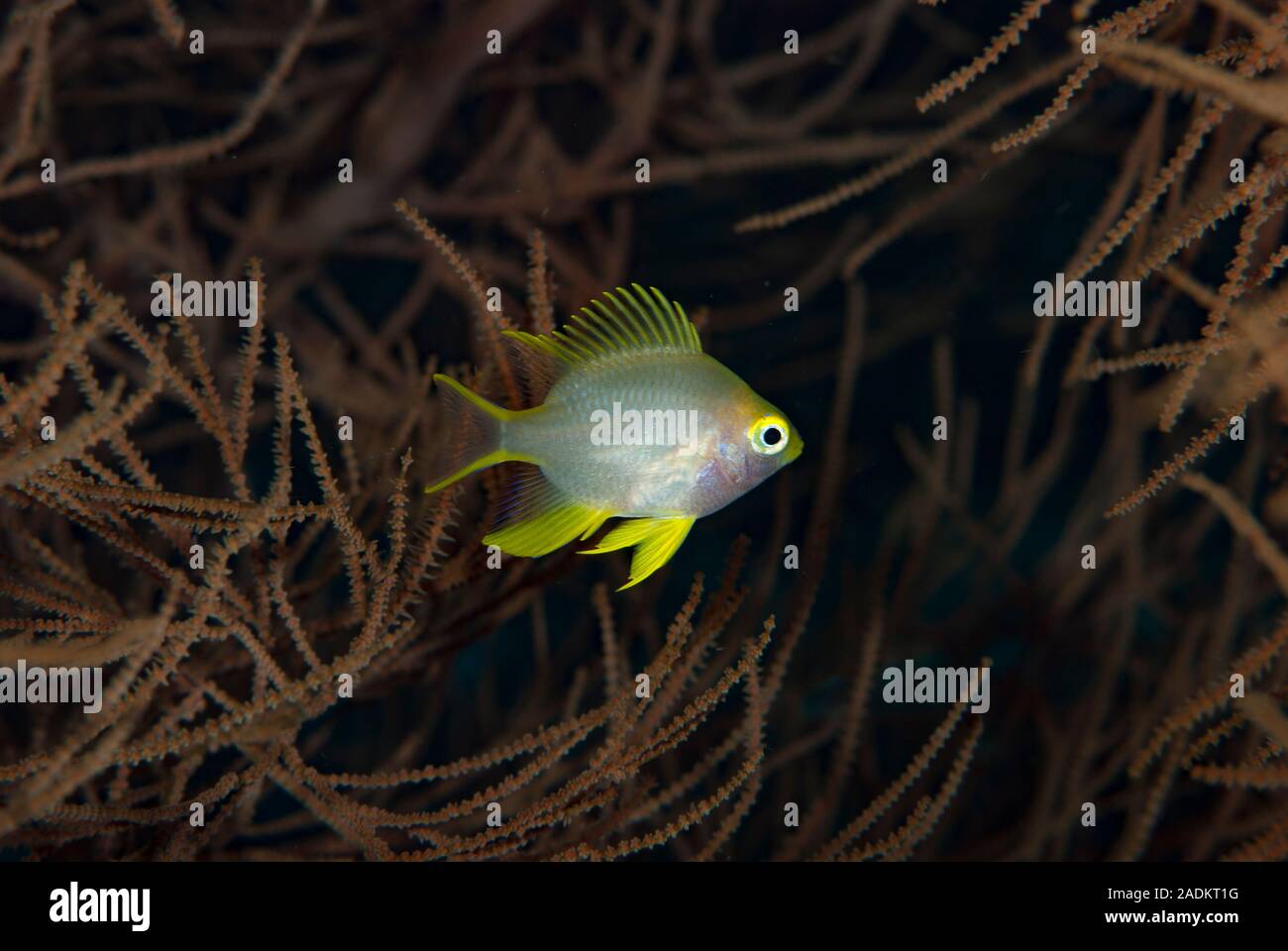 Golden Damsel Amblyglyphidodon aureus Stock Photo - Alamy