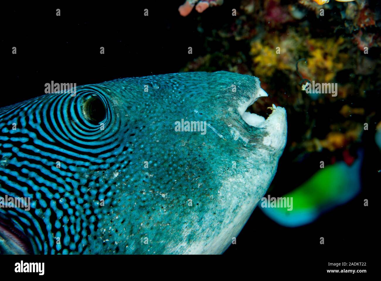 Scribbled Pufferfish Arothron mappa Stock Photo - Alamy