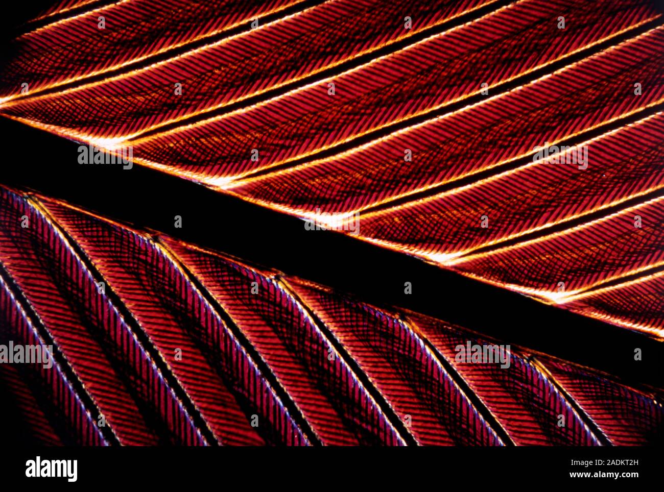 Polarised light micrograph of a feather from an unidentified bird. A ...