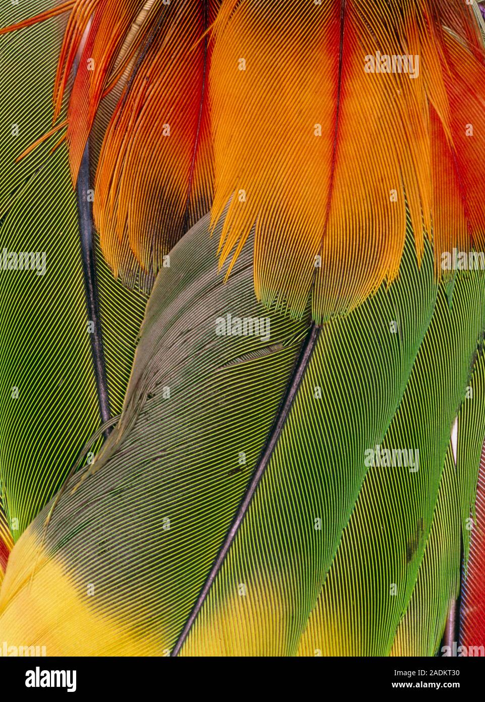Parrot feathers from a South American indian's head-dress. A feather ...
