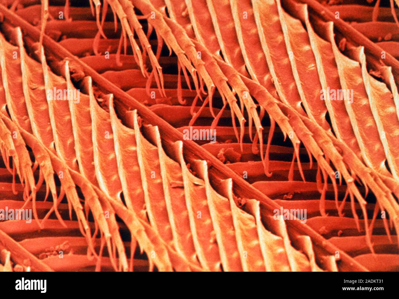 Feather. Coloured scanning electron micrograph of barbs, barbules and ...
