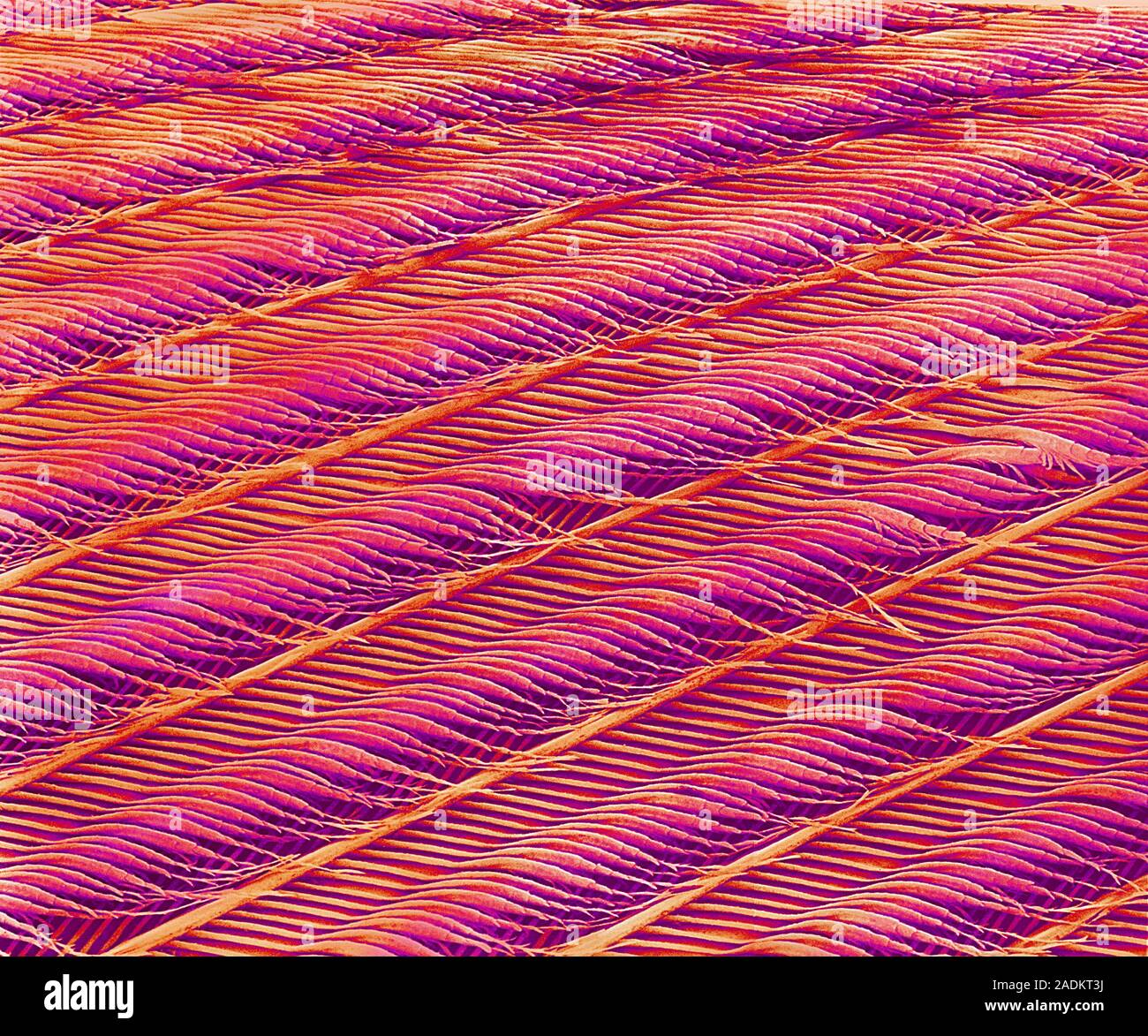 Dove feather. Coloured scanning electron micrograph (SEM) of a body ...