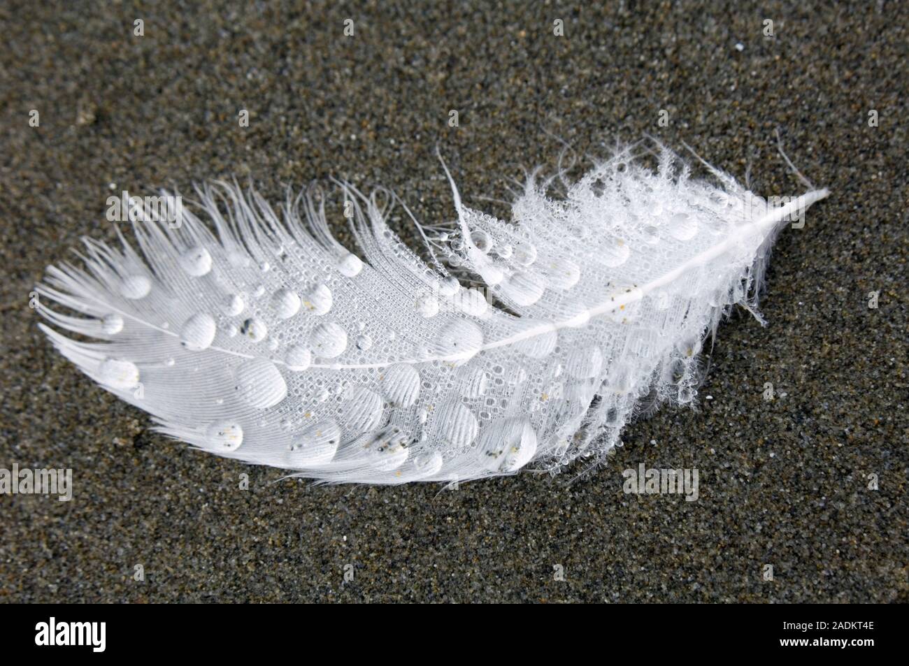 Feather on a beach. Dew on the feather illustrates the water-resistant ...