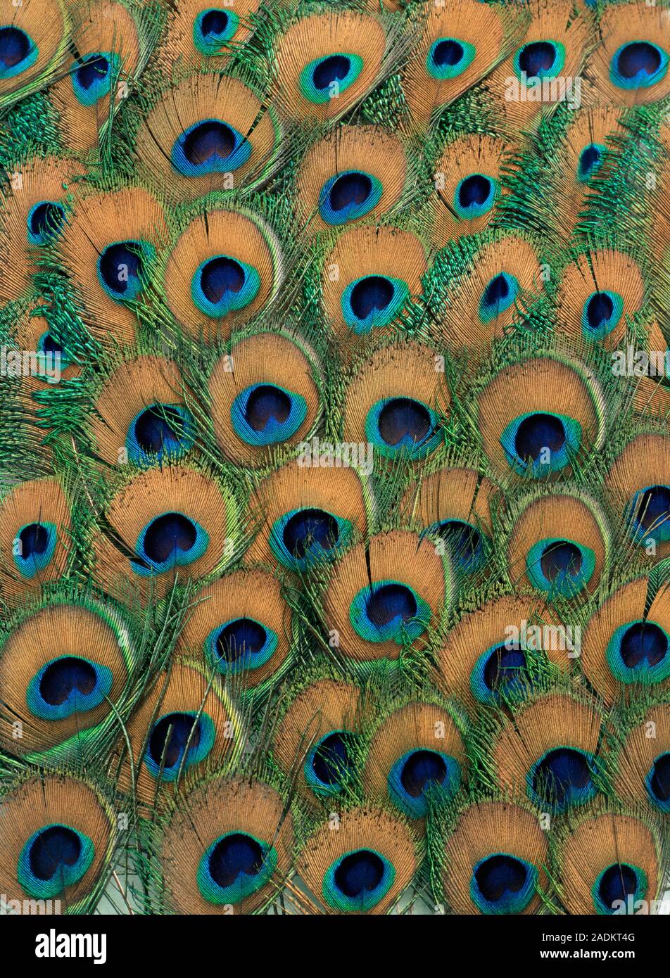 Peacock feathers. Feathers from a male Indian peafowl (Pavo cristatus ...