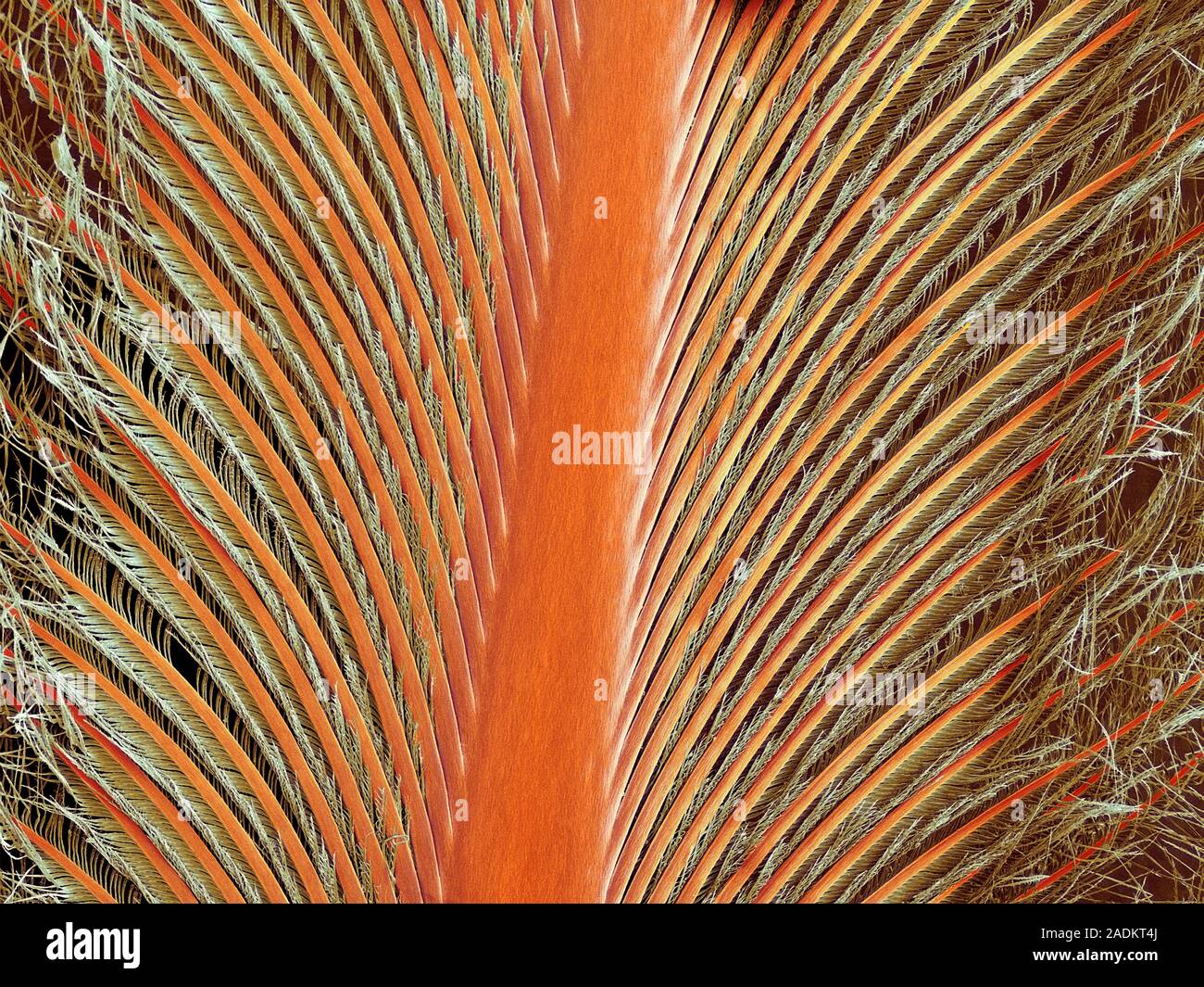 Penguin feather, coloured scanning electron micrograph (SEM). The ...