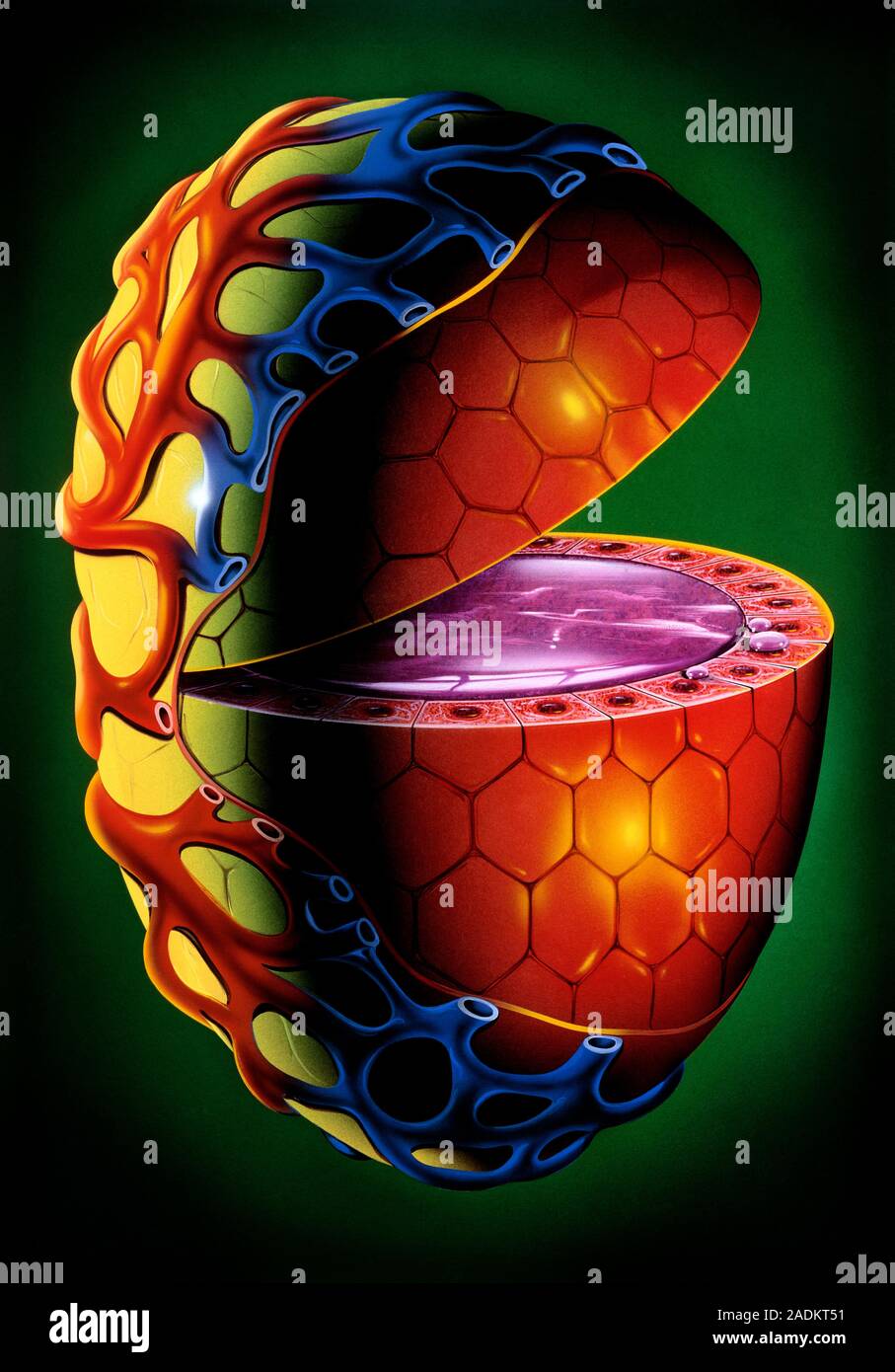 Illustration of a single human thyroid follicle, the functional unit of ...