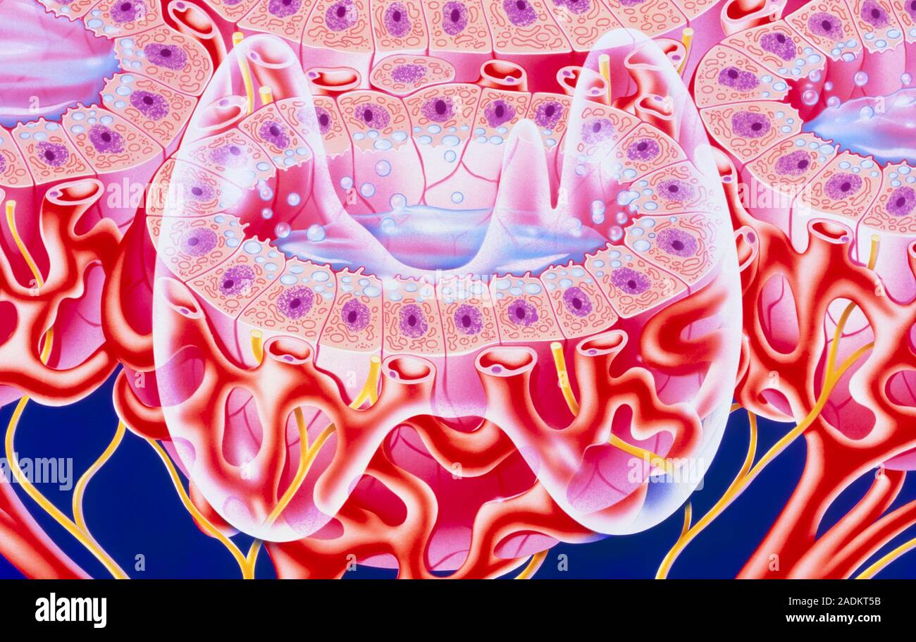 Thyroid gland. Illustration of the microscopic cell structure of the ...
