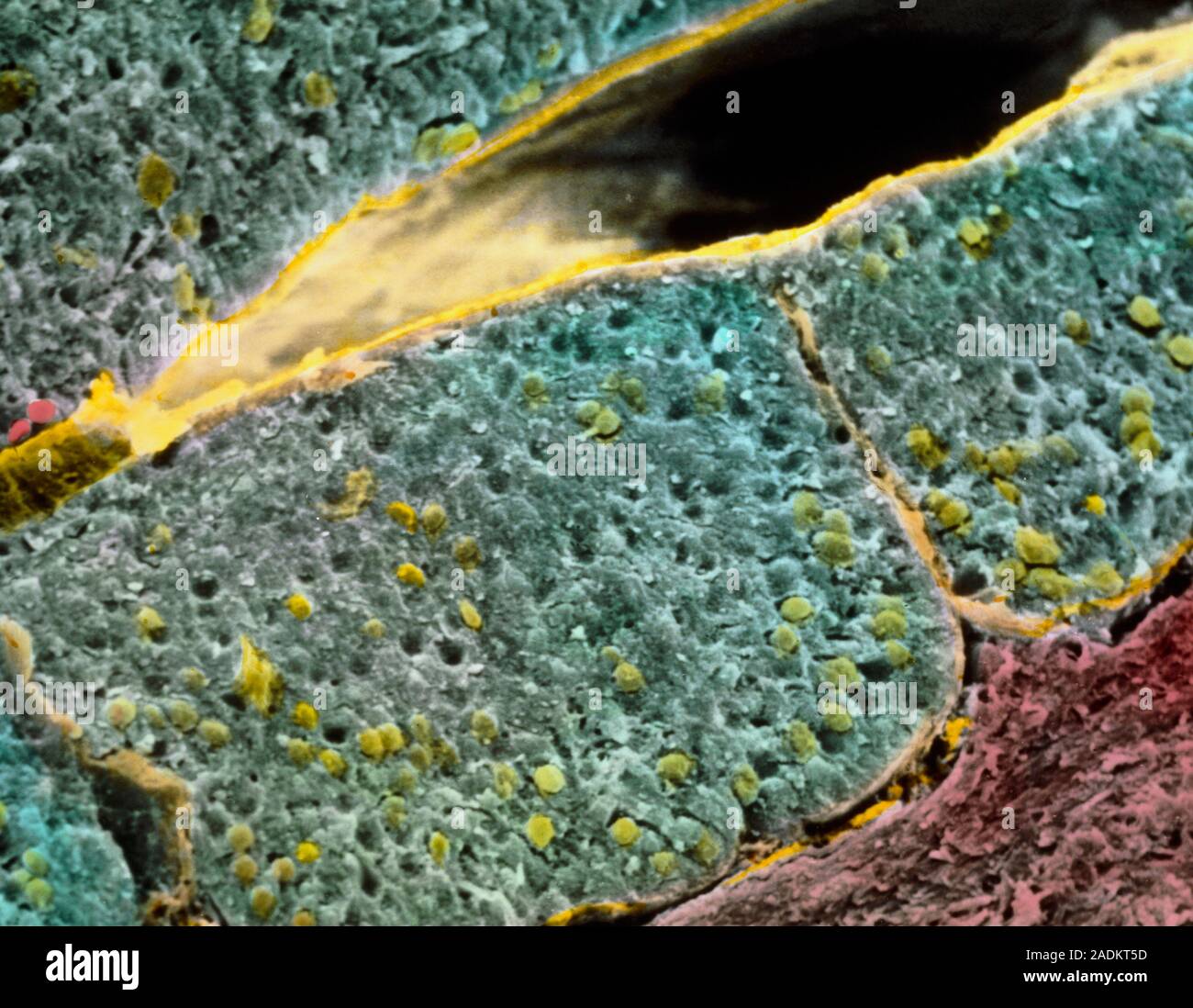Pituitary gland. Coloured Scanning Electron Micro- graph (SEM) of the ...