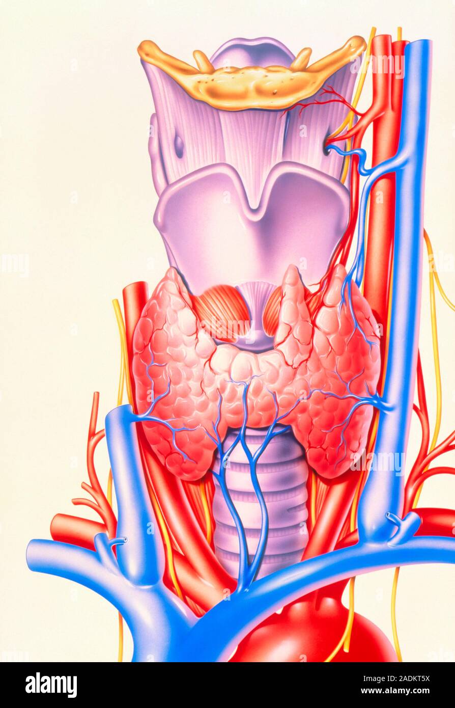 Thyroid gland. Illustration showing the thyroid gland (pink), seen ...