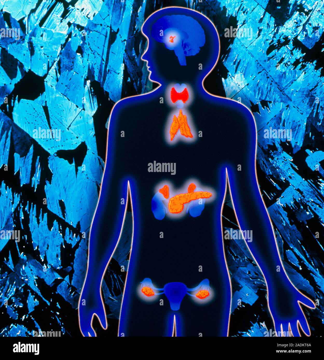 Female hormone system. Computer artwork of a silhouetted female figure ...
