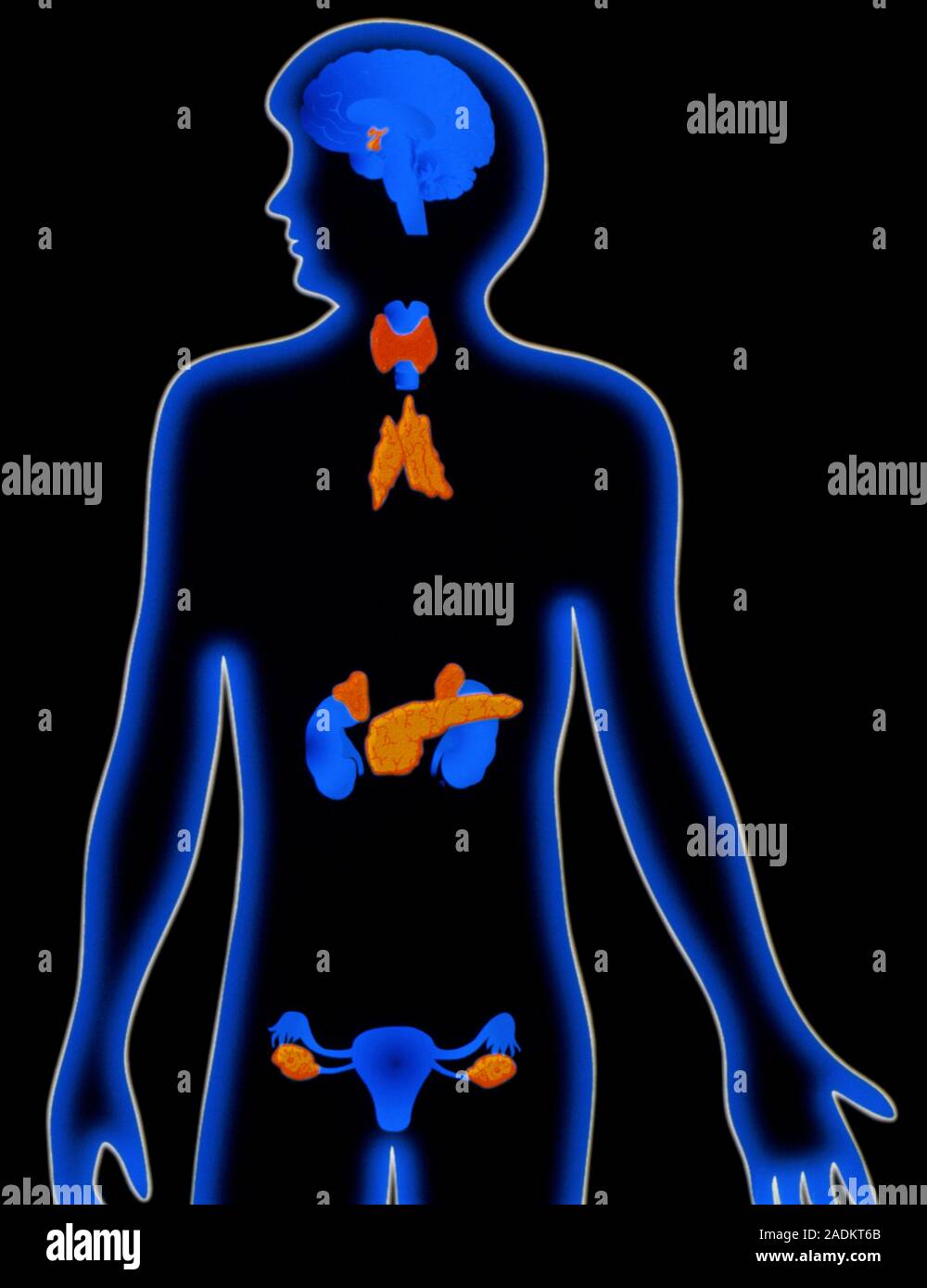 Female hormone system. Computer artwork of a silhouetted female figure ...