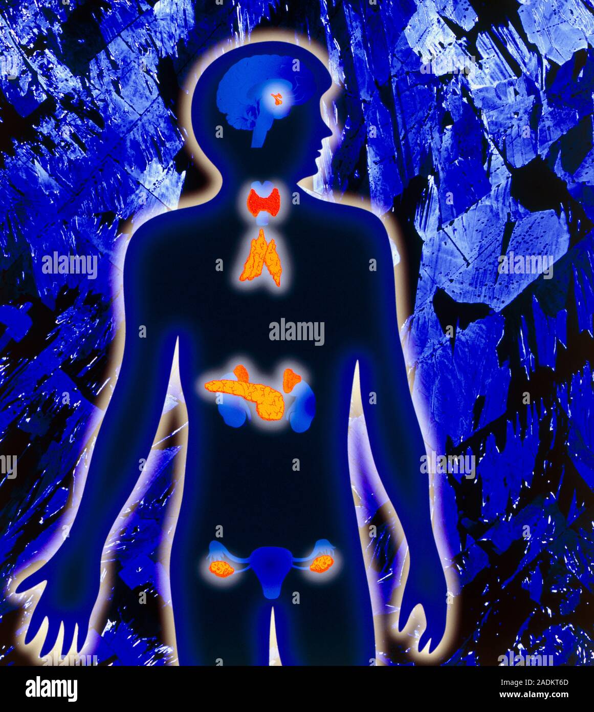 Female hormone system. Computer artwork of a silhouetted female figure ...