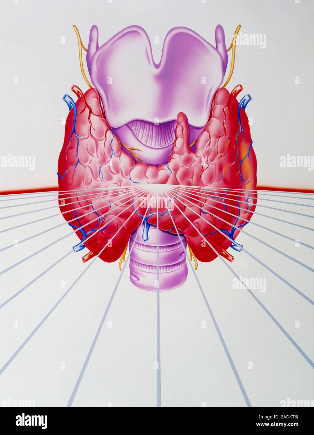 Thyroid gland. Illustration showing the thyroid gland (red), seen ...