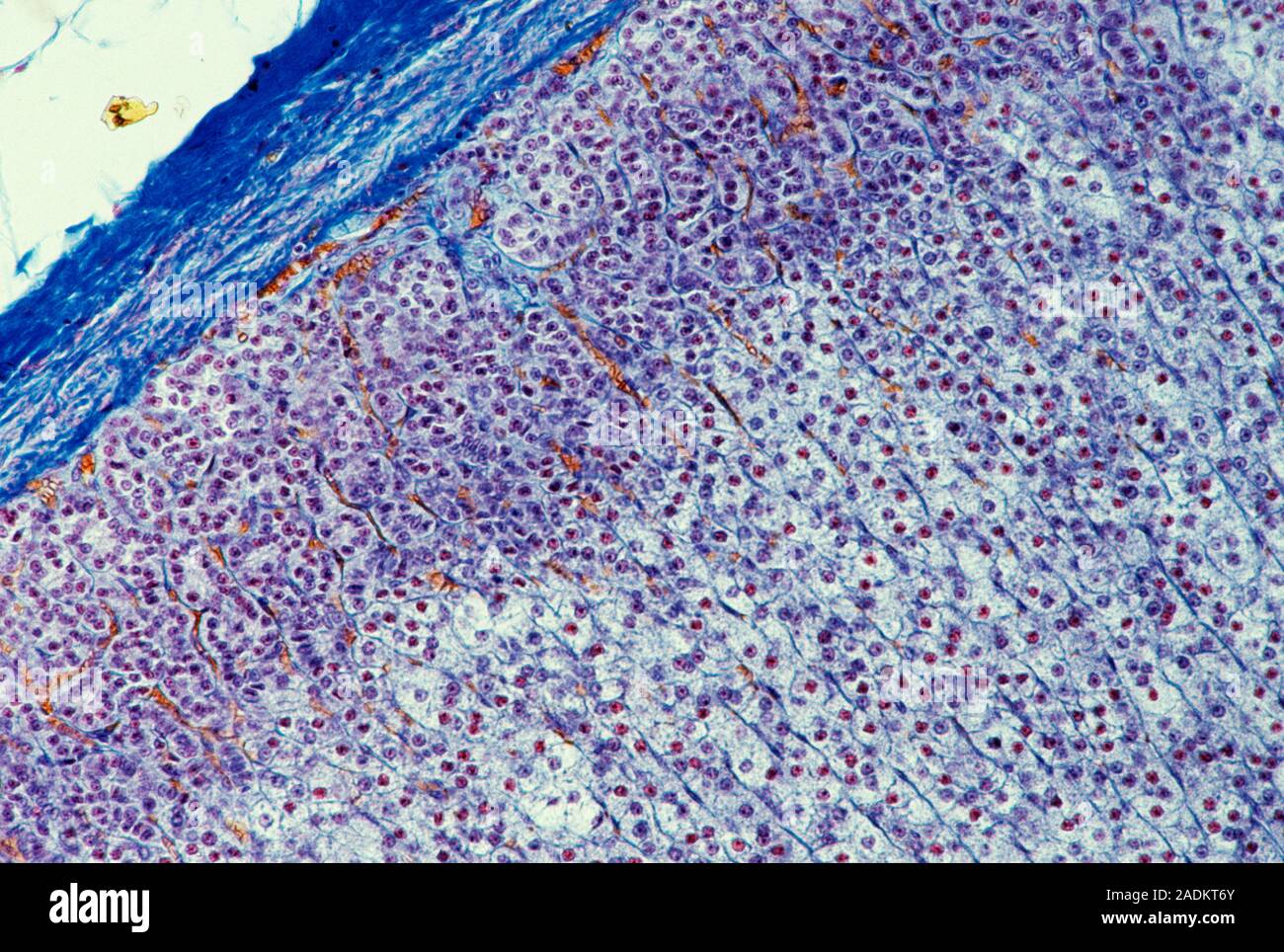 Adrenal cortex. Light micrograph of a section through the cortex (outer ...