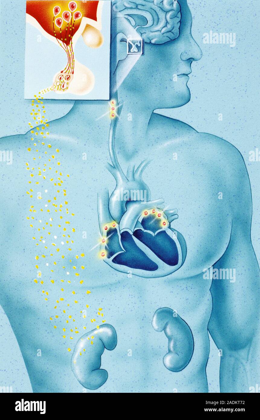 Hormone feedback mechanism. Artwork of the regulation of antidiuretic ...