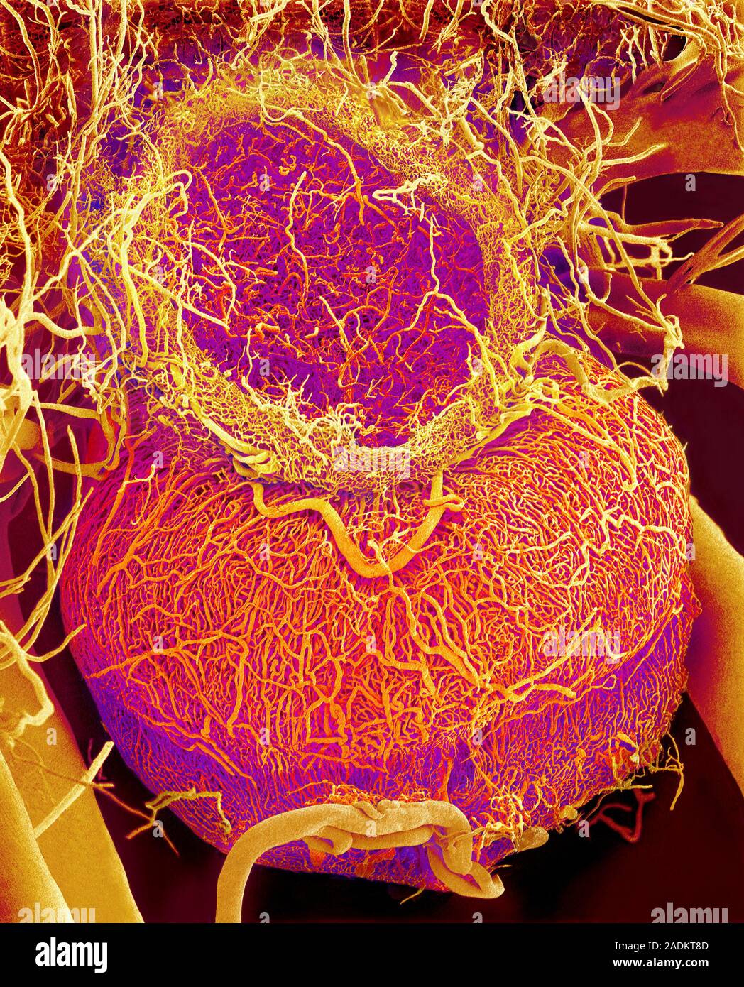 Pituitary gland blood vessels. Coloured scanning electron micrograph ...