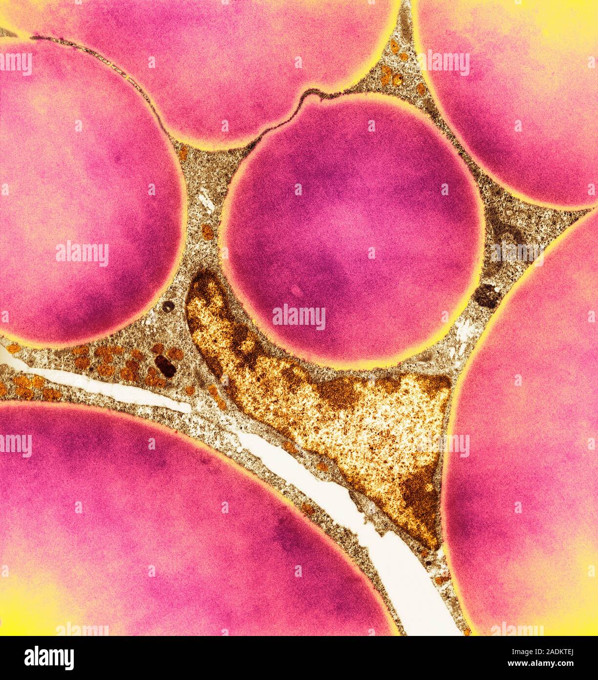 Fat cells. Coloured transmission electron micrograph (TEM) of a section ...