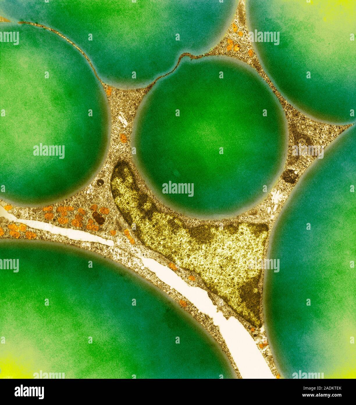 Fat cells. Coloured transmission electron micrograph (TEM) of a section ...
