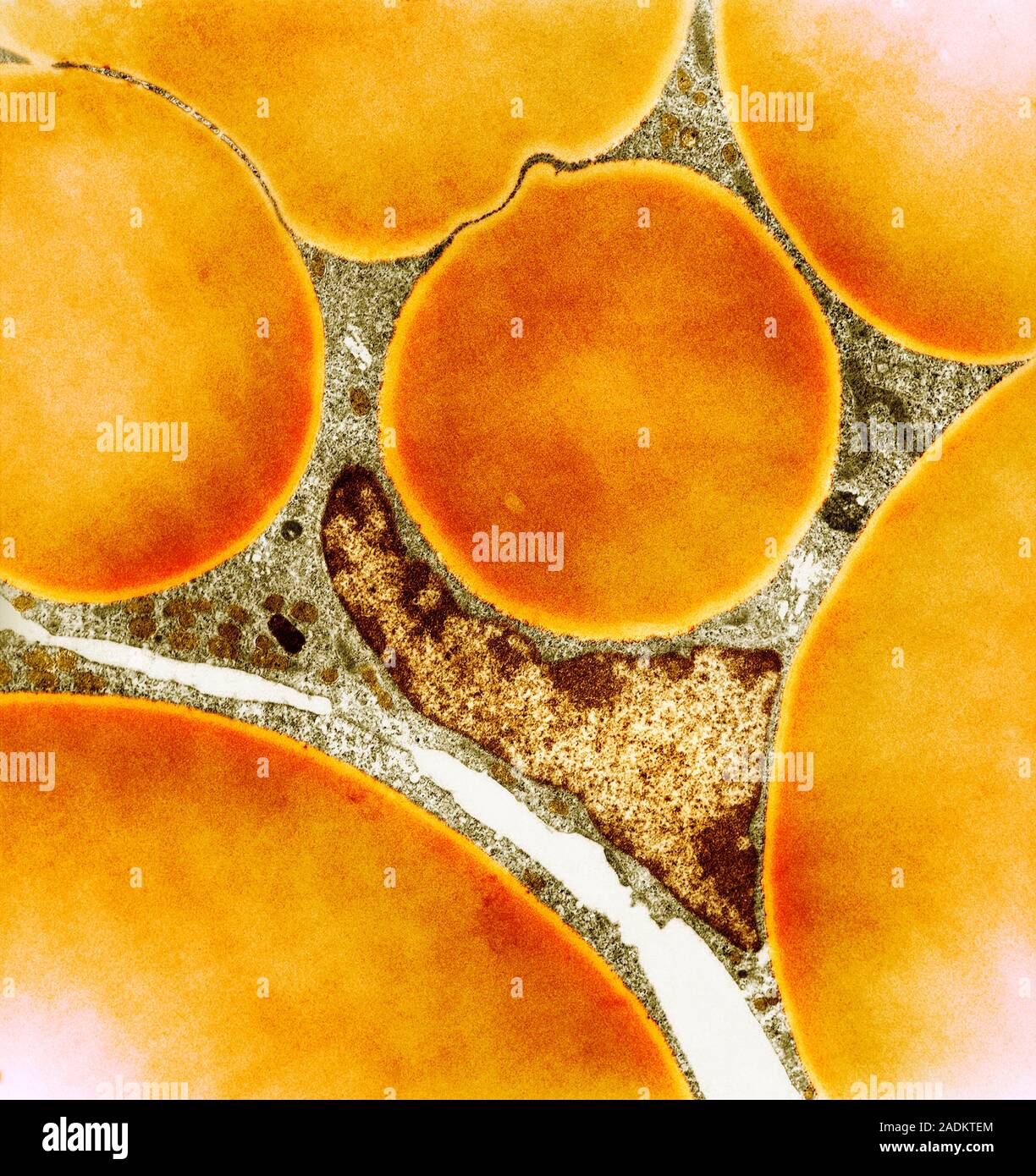 Fat cells. Coloured transmission electron micrograph (TEM) of a section ...