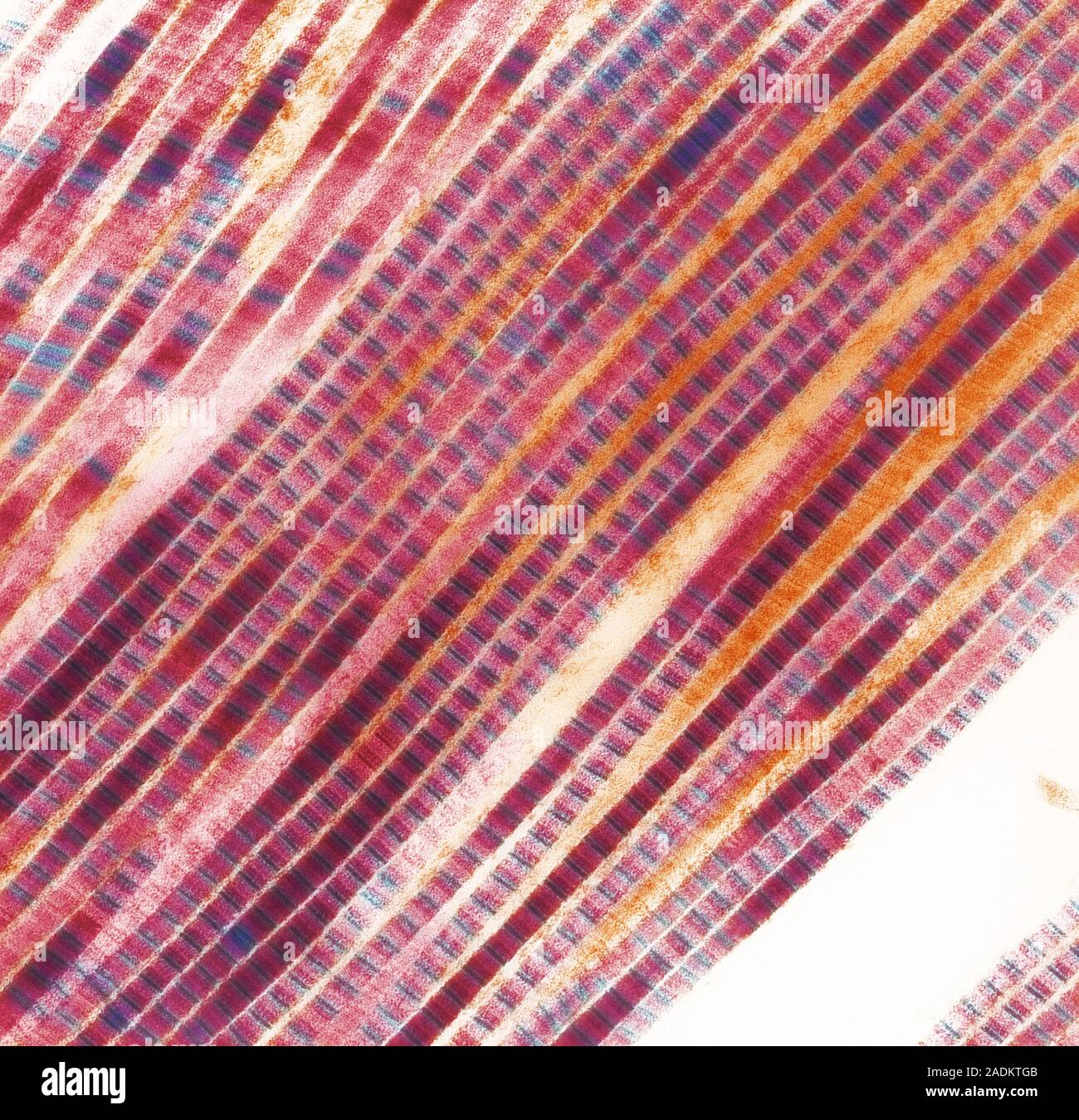 Collagen fibres. Coloured transmission electron micrograph (TEM) of a ...