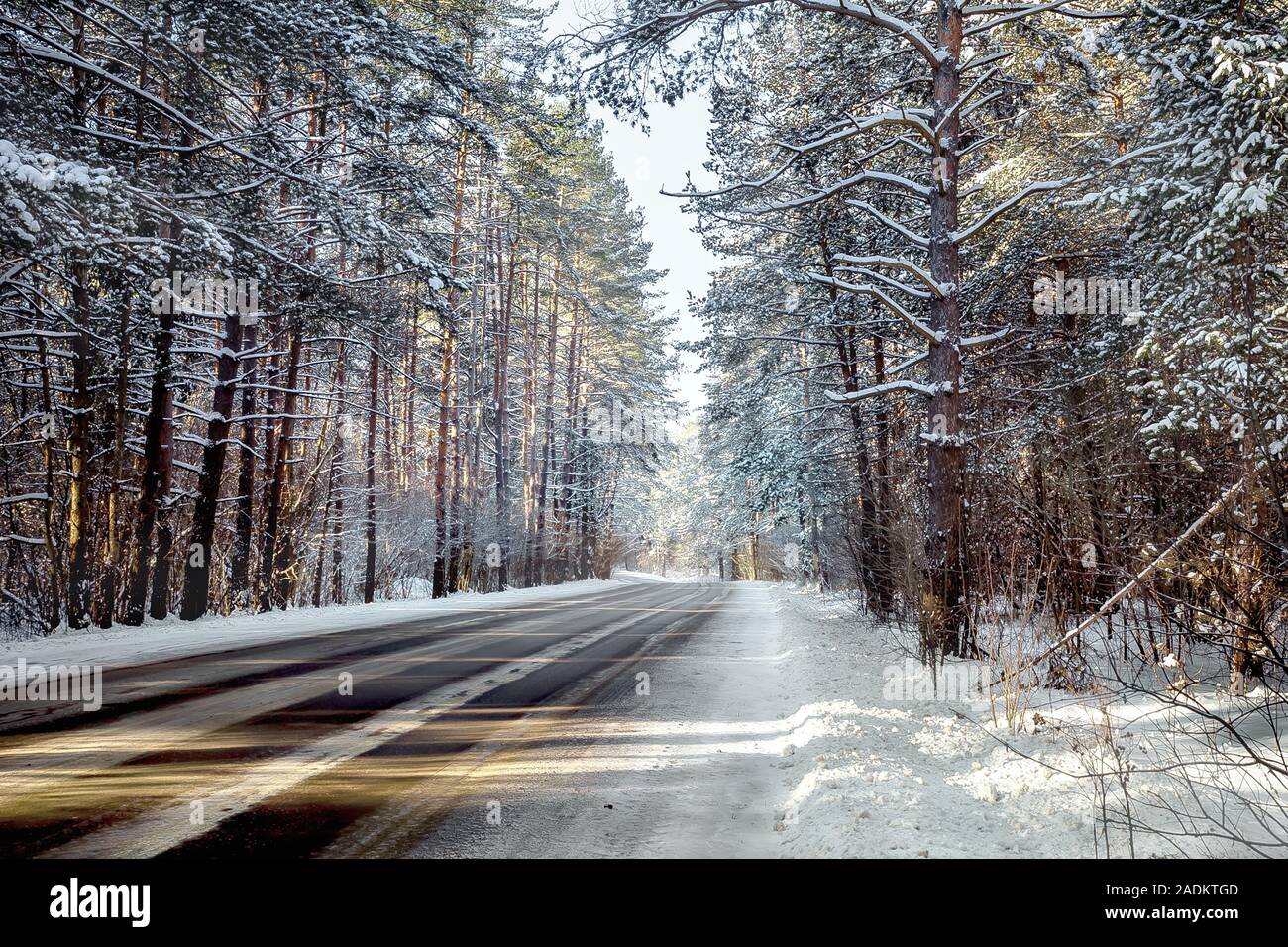 Road through pine forest hi-res stock photography and images - Alamy